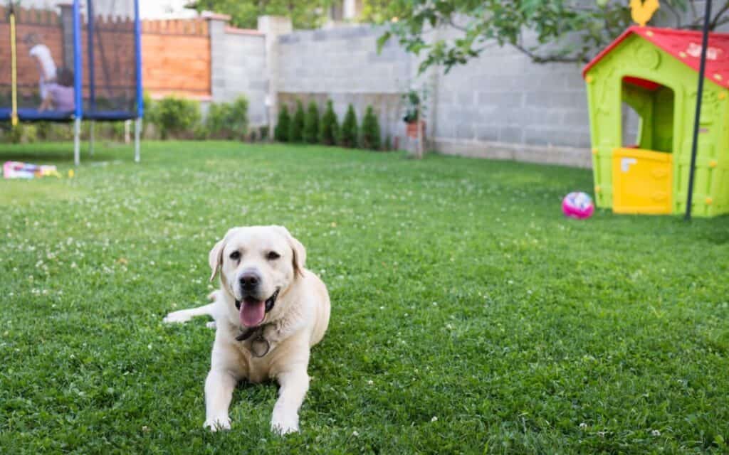 15 Ways To Keep A Dog Entertained In The Backyard BackYardWay 15 Ways To Keep A Dog Entertained In The Backyard BackYardWay