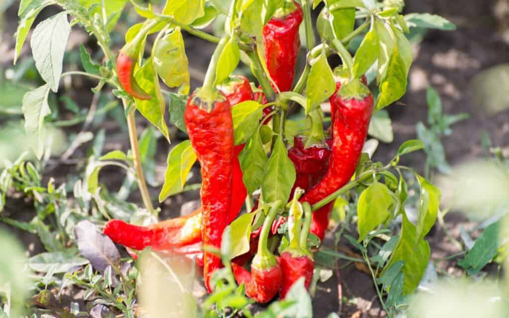 A Guide to Growing Chilies in Your Backyard Garden – BackYardWay