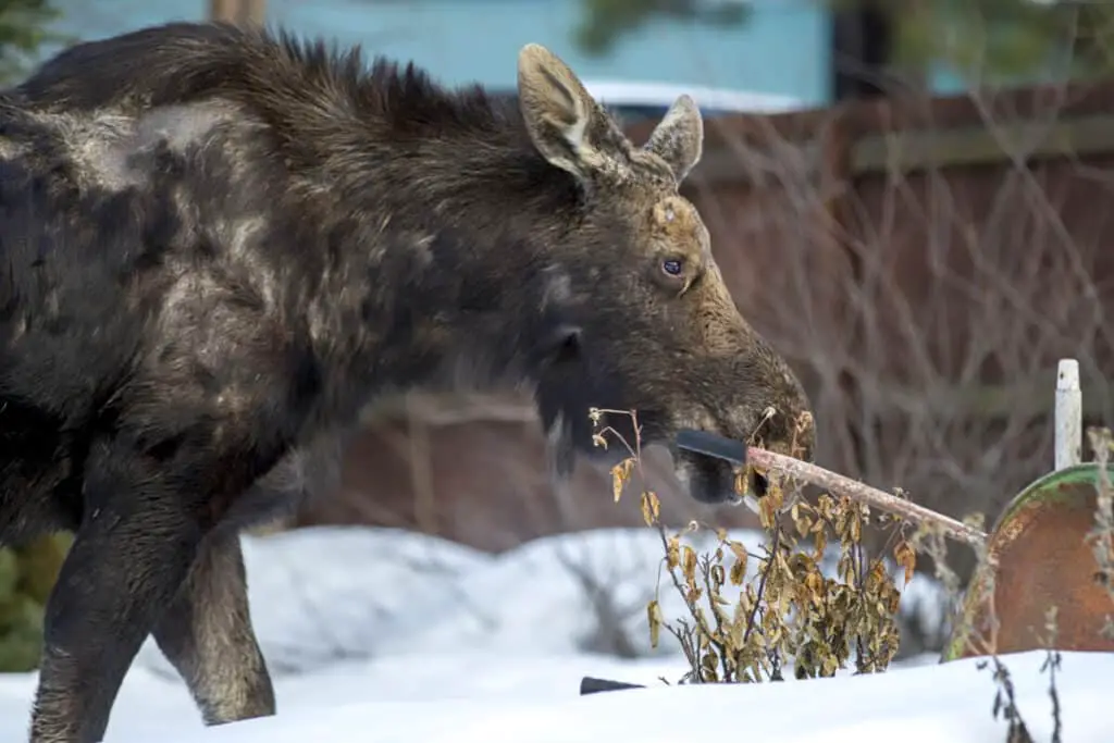 7 Ways to Get a Moose Out of Your Yard – BackYardWay