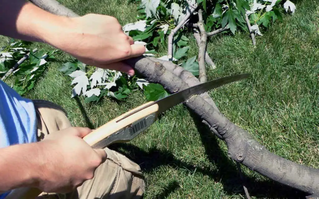 Tips For Proper Tree Trimming – BackYardWay