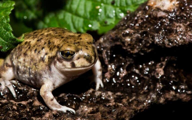8 Types of Frogs That Live in Your Backyard – BackYardWay