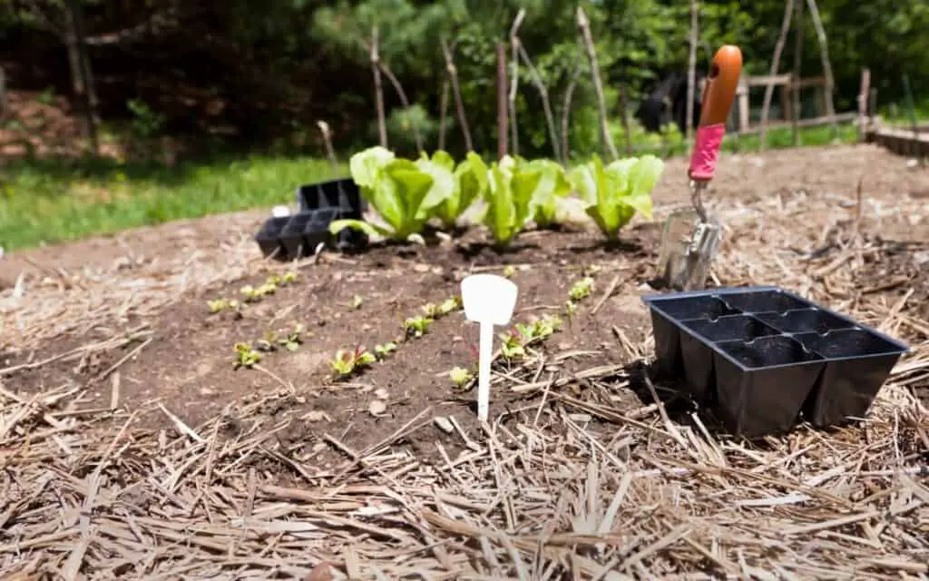 9 Ways to Stimulate Biodiversity in Your Yard – BackYardWay
