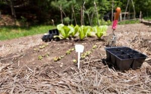 9 Ways to Stimulate Biodiversity in Your Yard – BackYardWay
