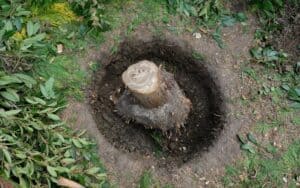 6 Easy Steps to Repair a Yard After Tree Removal – BackYardWay