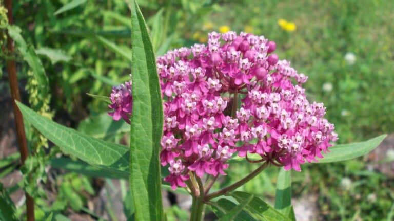 How to Get Rid of Milkweed in Your Lawn – BackYardWay