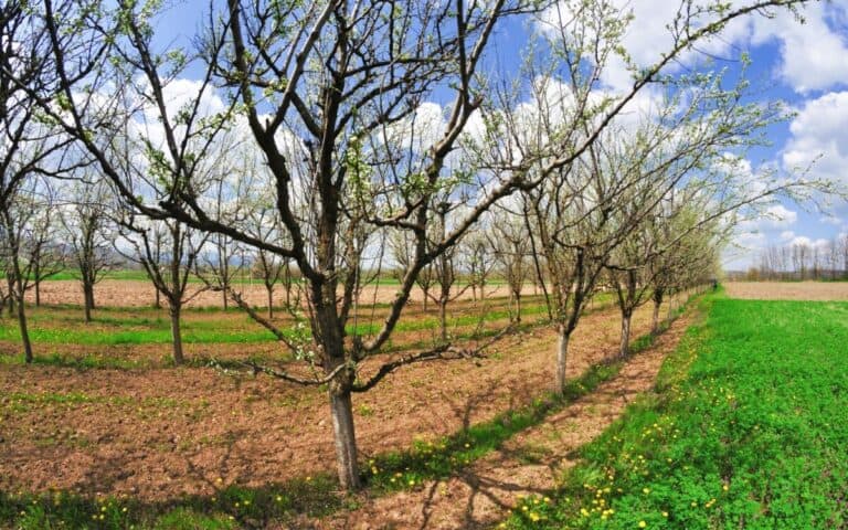 A Guide to Backyard Orchards – BackYardWay