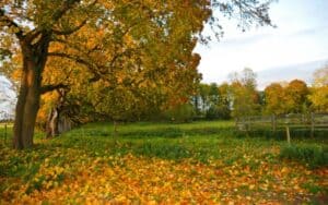 How Close to the Property Line Can You Plant a Tree and Hedges ...
