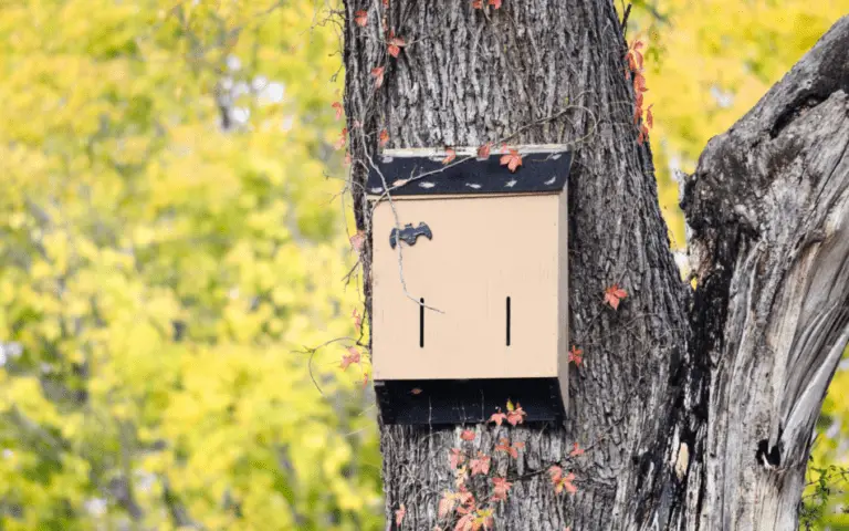 A Guide to Setting Up a Bat House in Your Backyard – BackYardWay