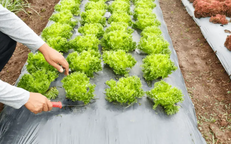 The Proper Way to Install Landscaping Fabric – BackYardWay