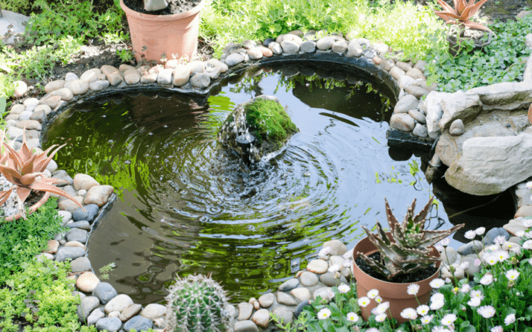 Green Pond Water: What Causes It and How to Fix It Naturally – BackYardWay